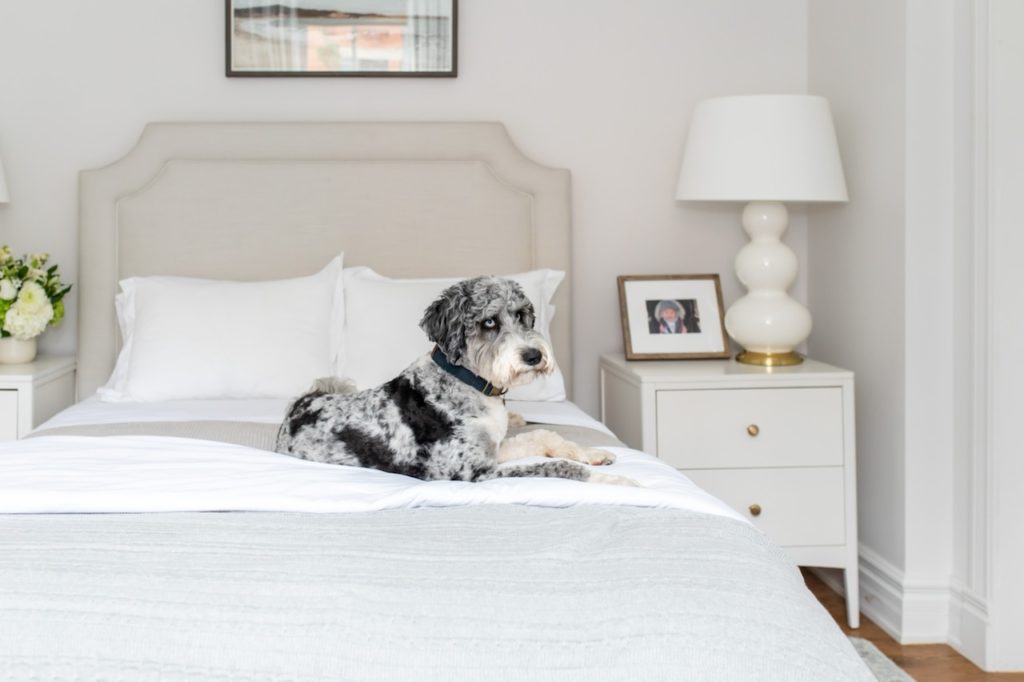 Pet-Friendly Interior Design Tips - Staci Edwards Interior Design